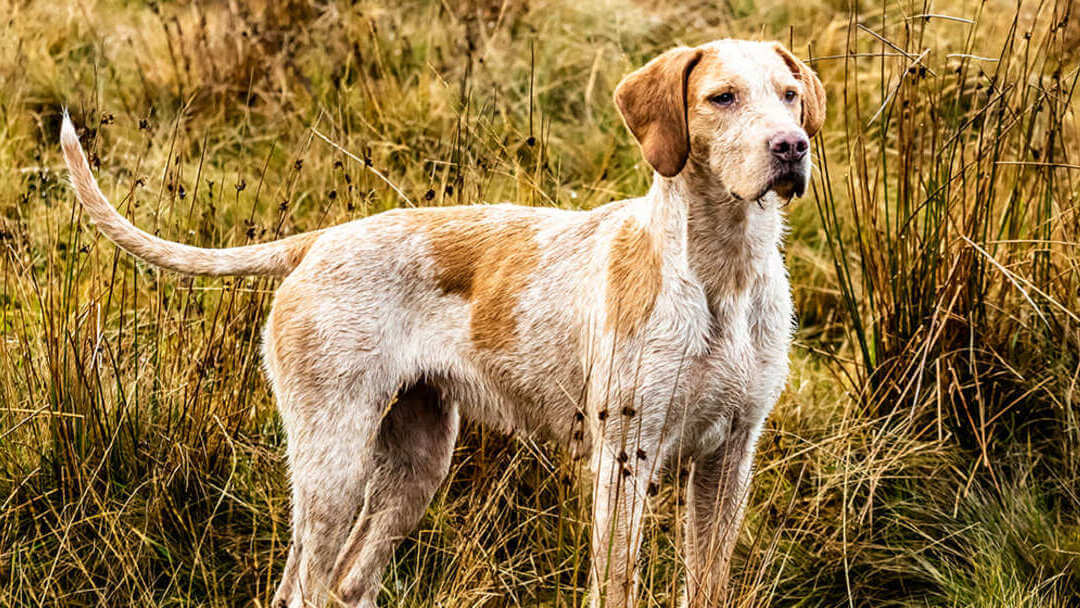 Puukide märkamine ja ravi koertel | Purina EE